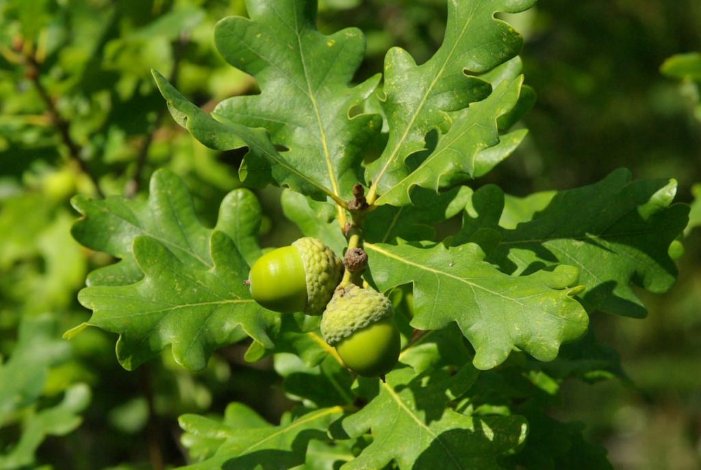 Certifikat E-plantor – E-planta